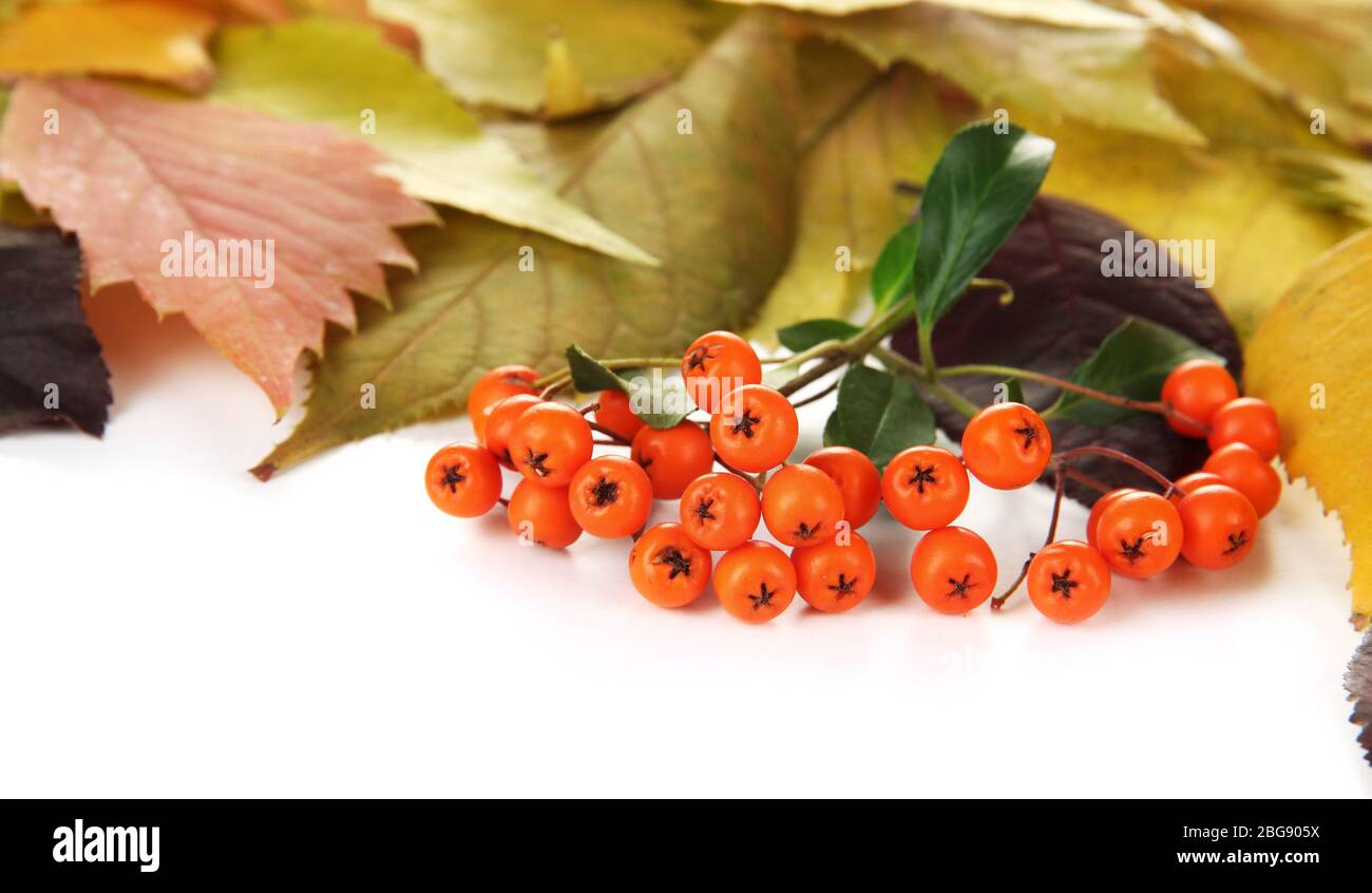 Beautiful autumn leaves with berries isolated on white Stock Photo - Alamy