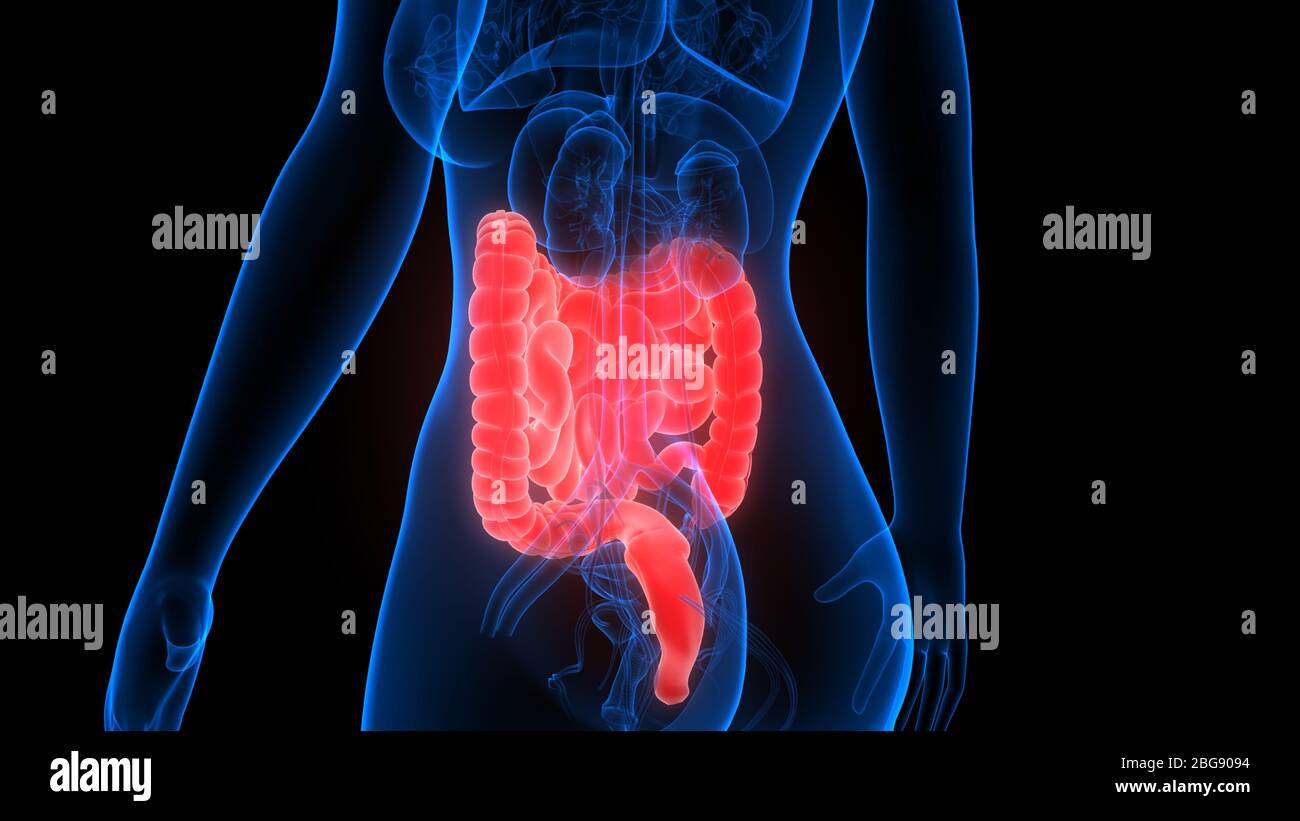 Human Digestive System Large and Small Intestine Anatomy Stock Photo ...
