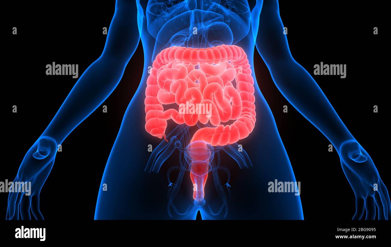 Human Digestive System Large and Small Intestine Anatomy Stock Photo ...