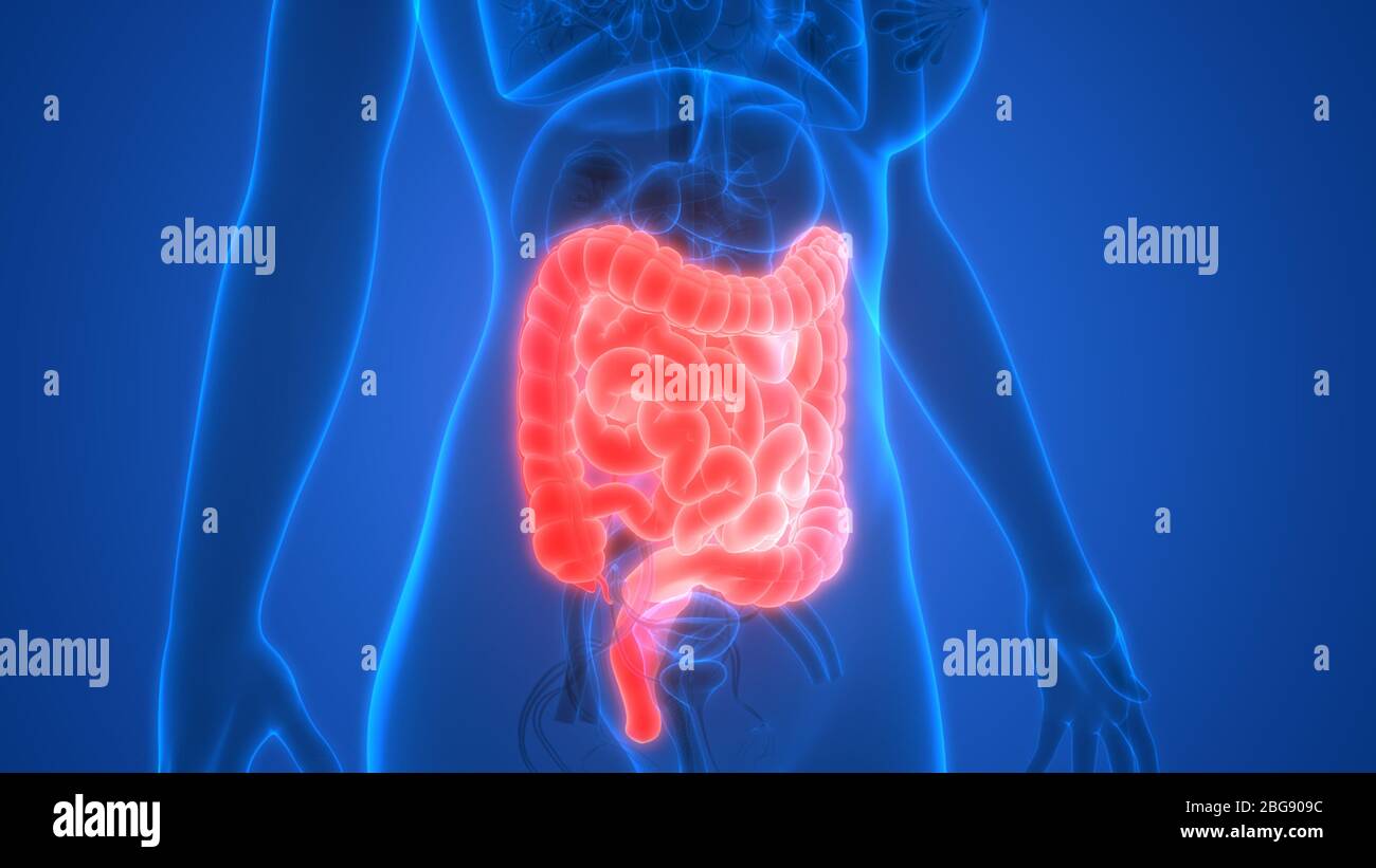 Human Digestive System Large and Small Intestine Anatomy Stock Photo ...