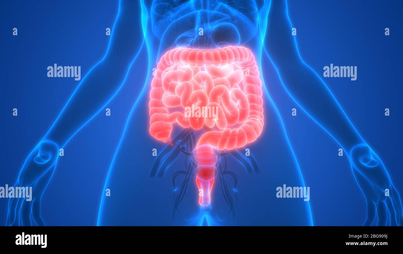 Human Digestive System Large and Small Intestine Anatomy Stock Photo ...