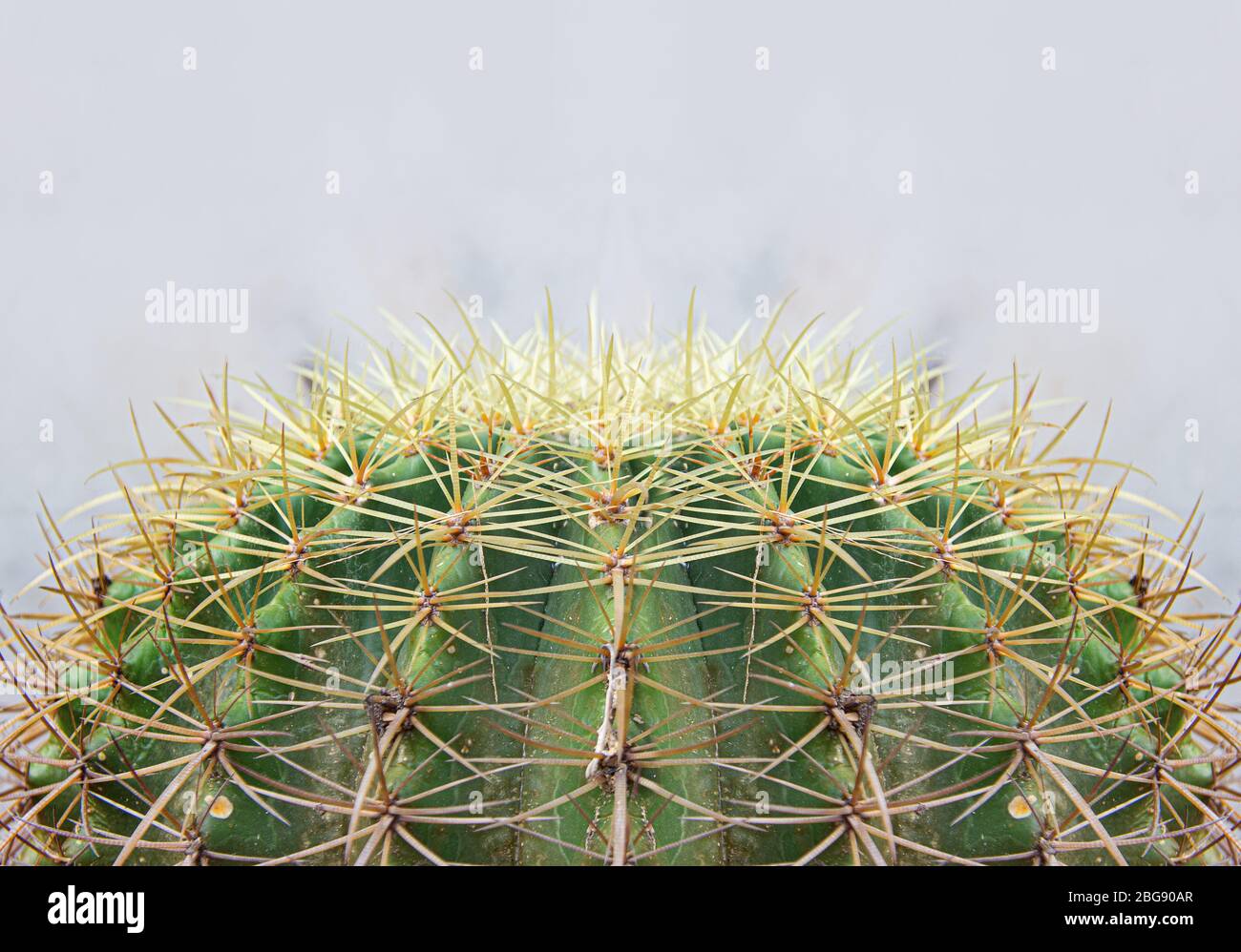 close up cactus head with torn on gray background Stock Photo - Alamy