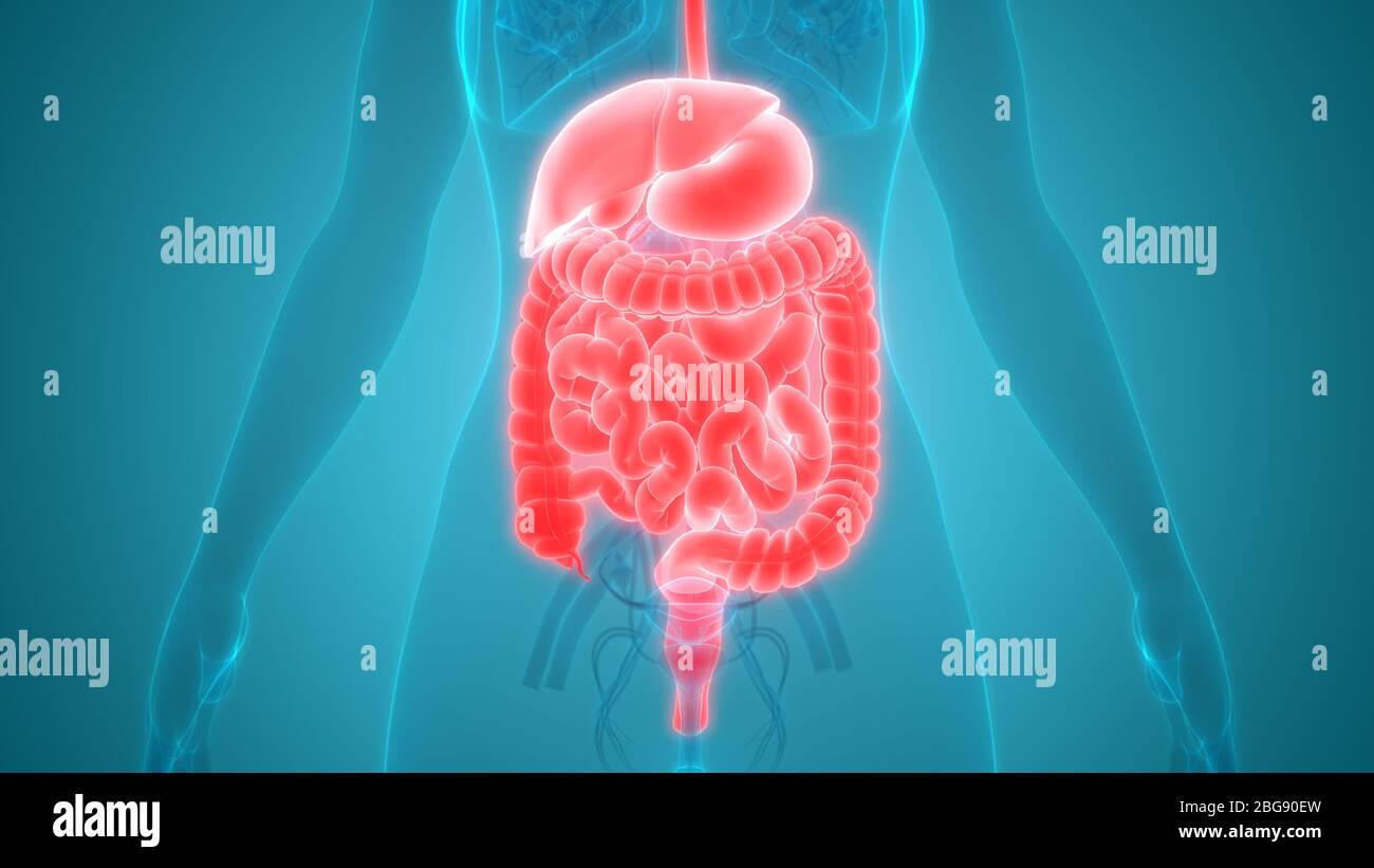 Human Digestive System Anatomy Stock Photo - Alamy