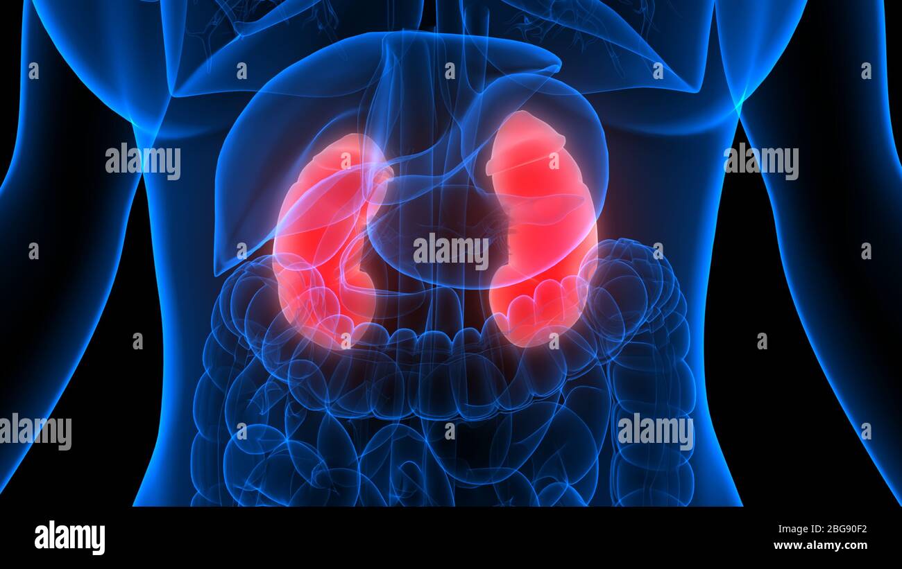 Human Urinary System Kidneys with Bladder Anatomy Stock Photo - Alamy