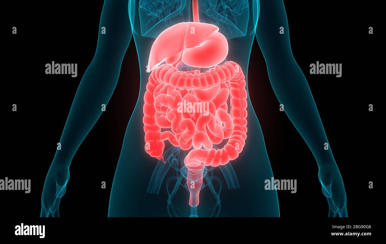 Human Digestive System Anatomy Stock Photo - Alamy