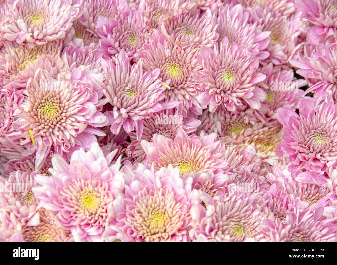 pink daisy flower texture background Stock Photo - Alamy