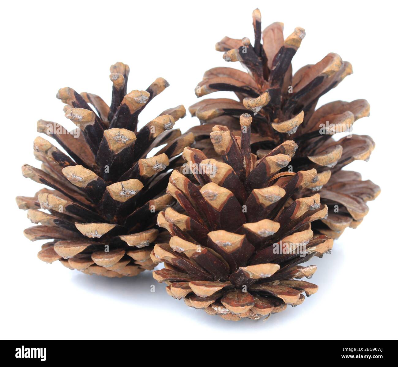 Beautiful evergreen coniferous garden Cut Out Stock Images & Pictures ...