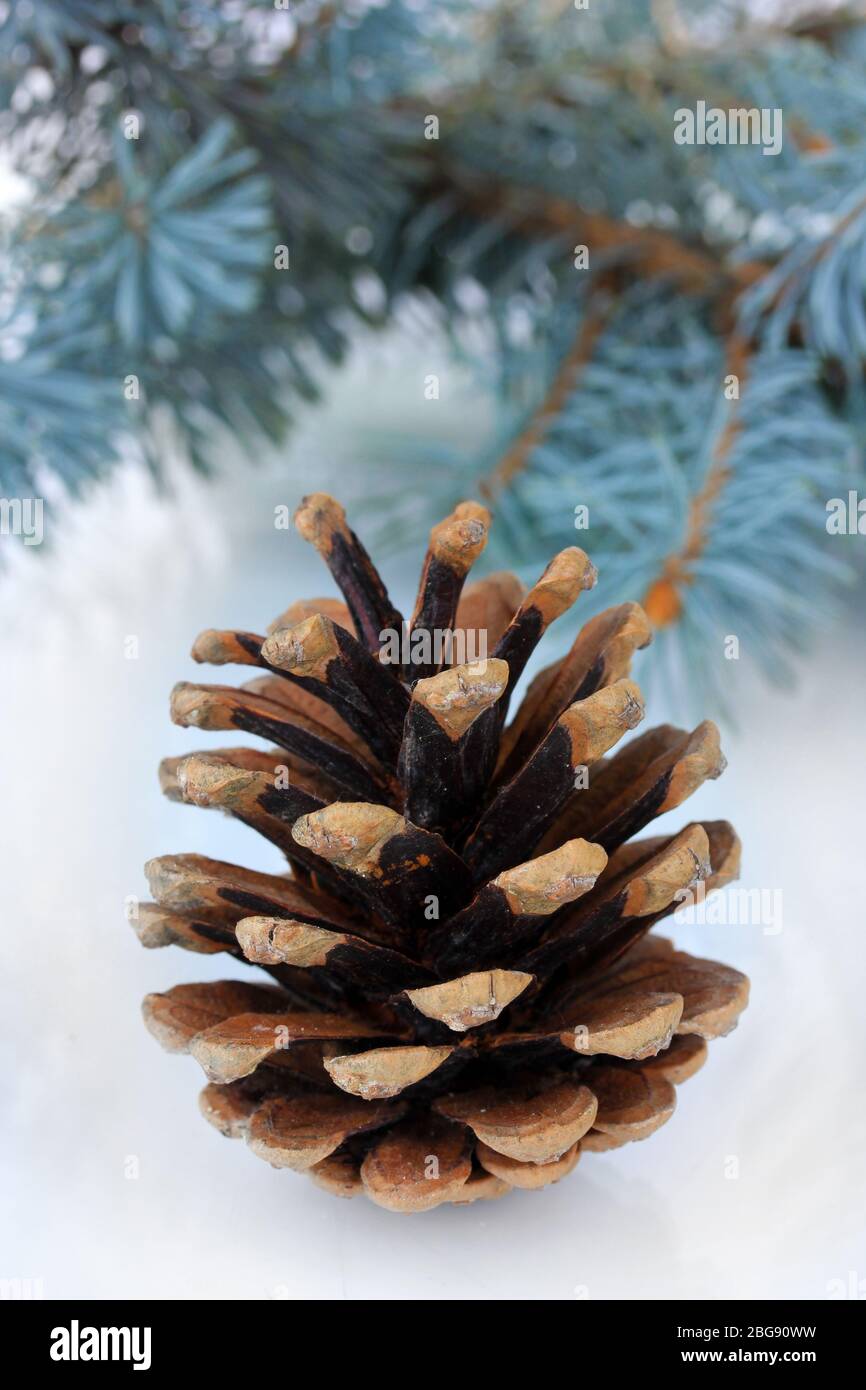 Beautiful pine cones close hi-res stock photography and images - Alamy