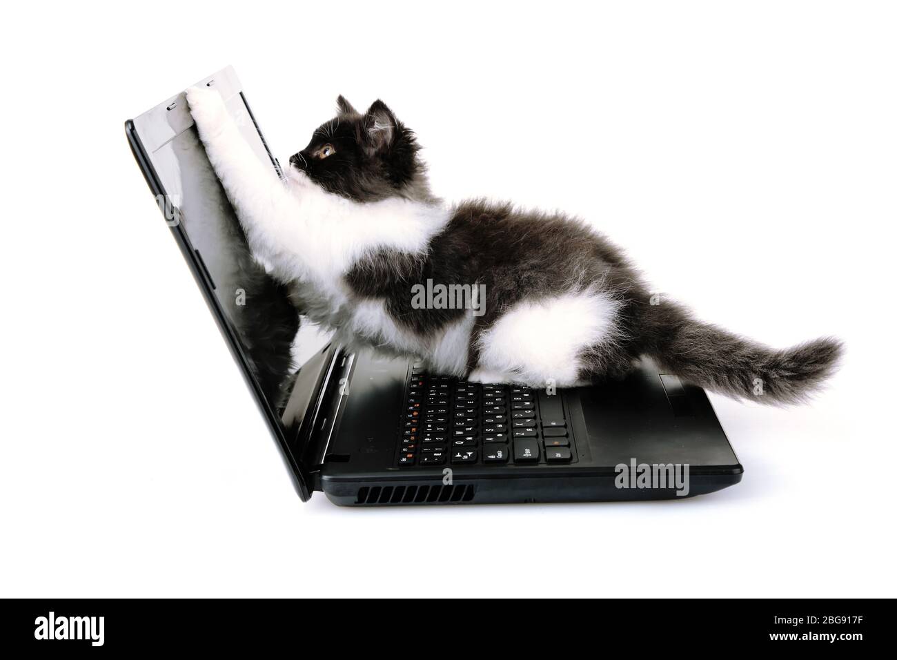 White cat on laptop Cut Out Stock Images & Pictures - Alamy