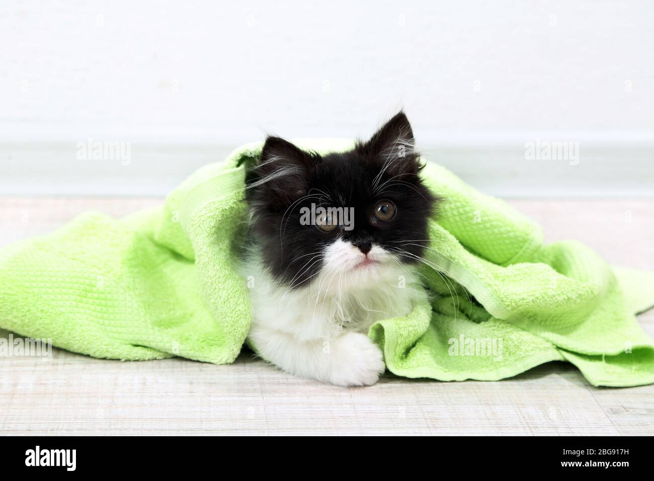 Little cute kitten with towel on floor Stock Photo - Alamy