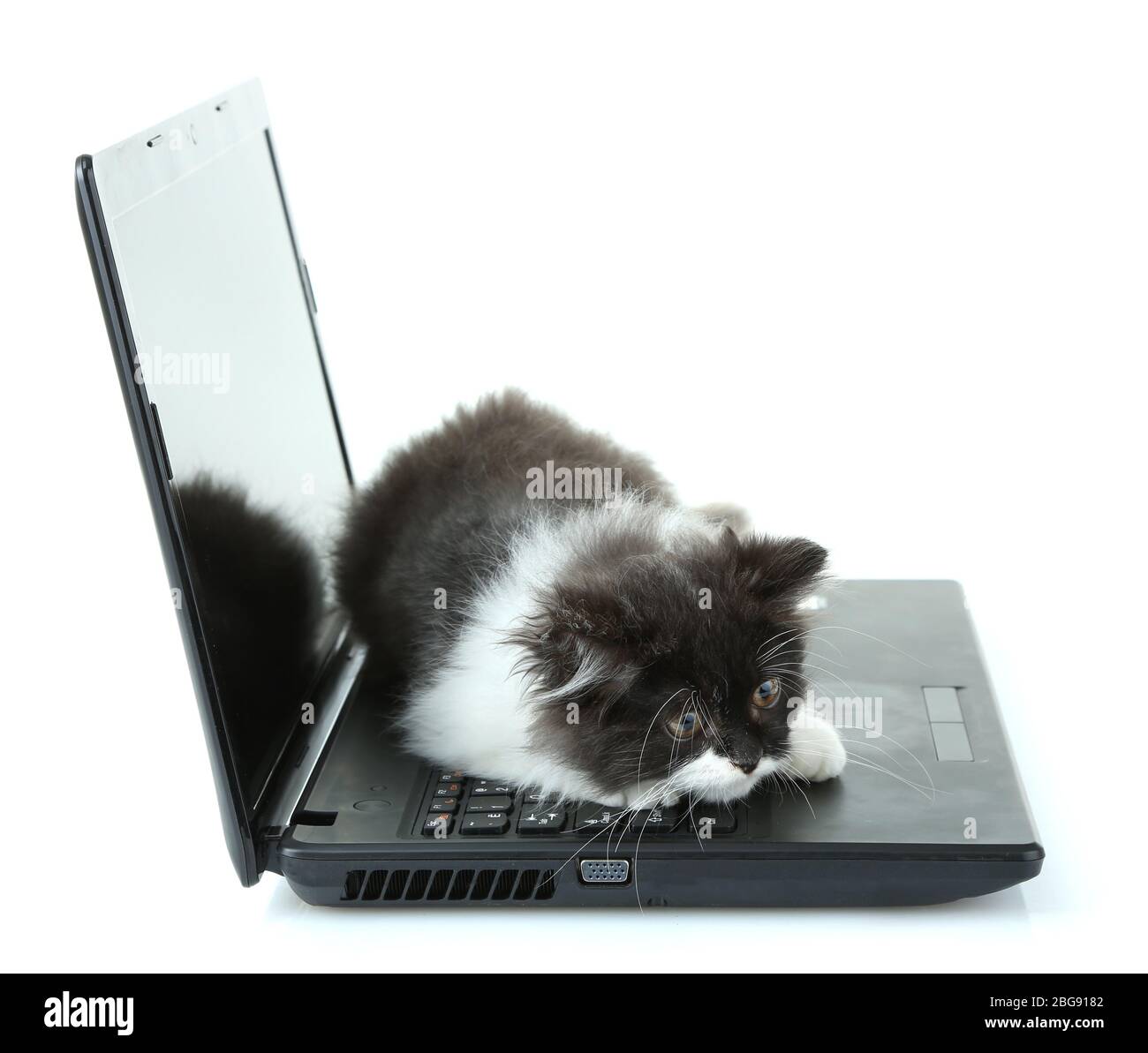 White cat on laptop Cut Out Stock Images & Pictures - Alamy