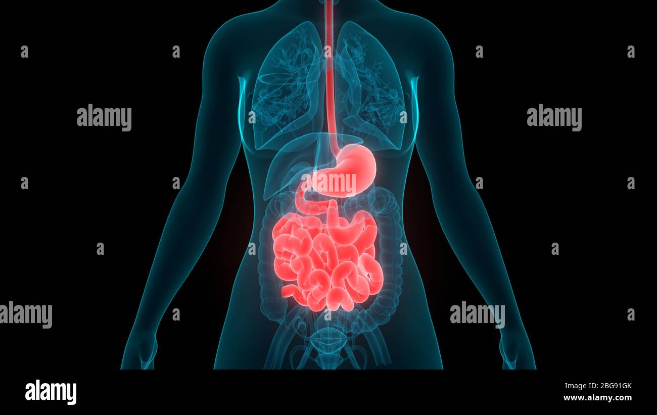 Human Digestive System Stomach with Small Intestine Anatomy Stock Photo ...