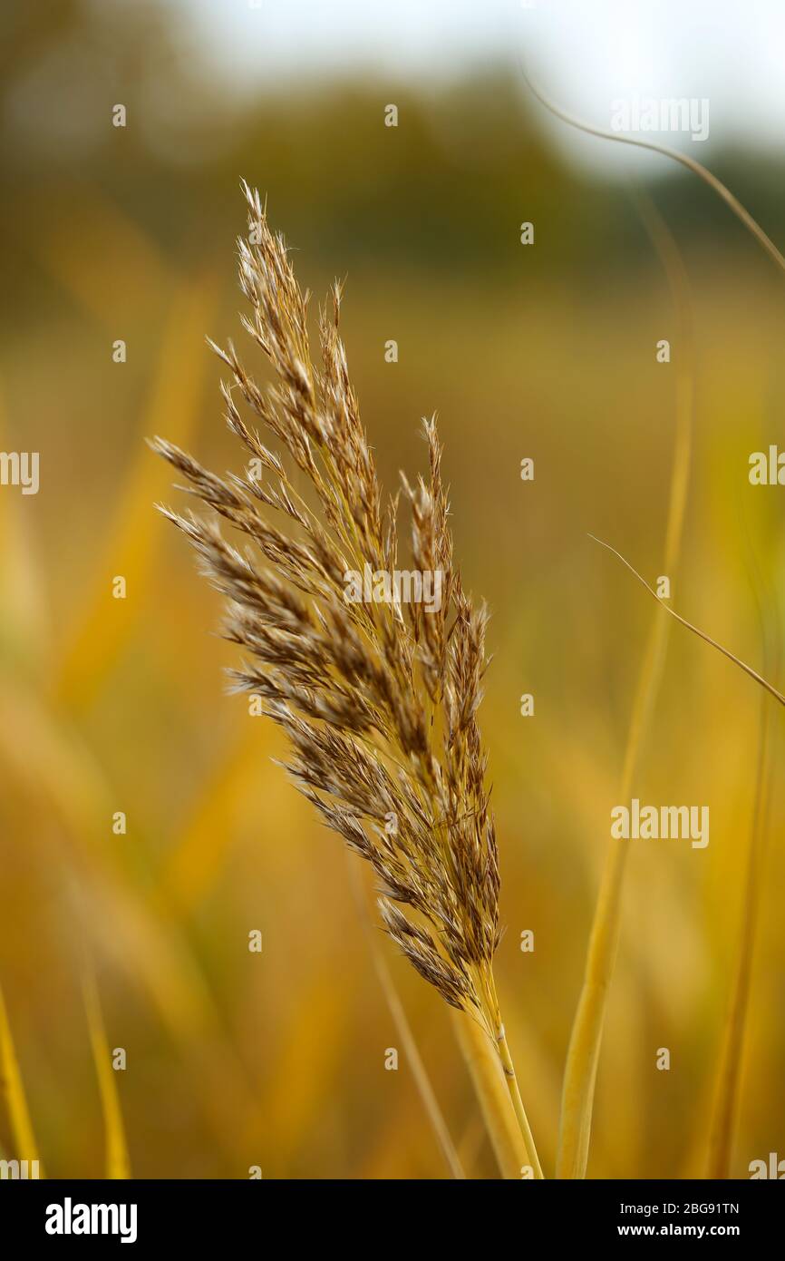 Reed on bright background Stock Photo - Alamy