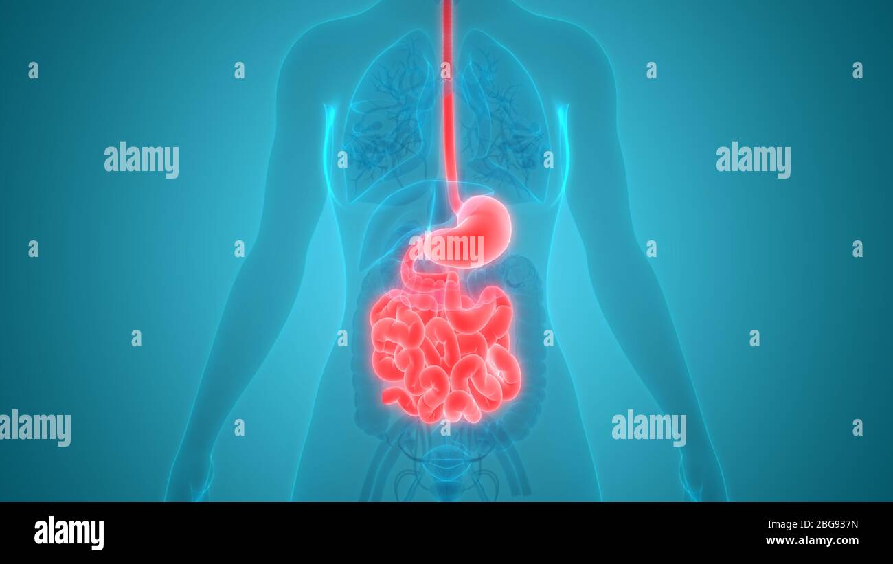 Human Digestive System Stomach with Small Intestine Anatomy Stock Photo ...