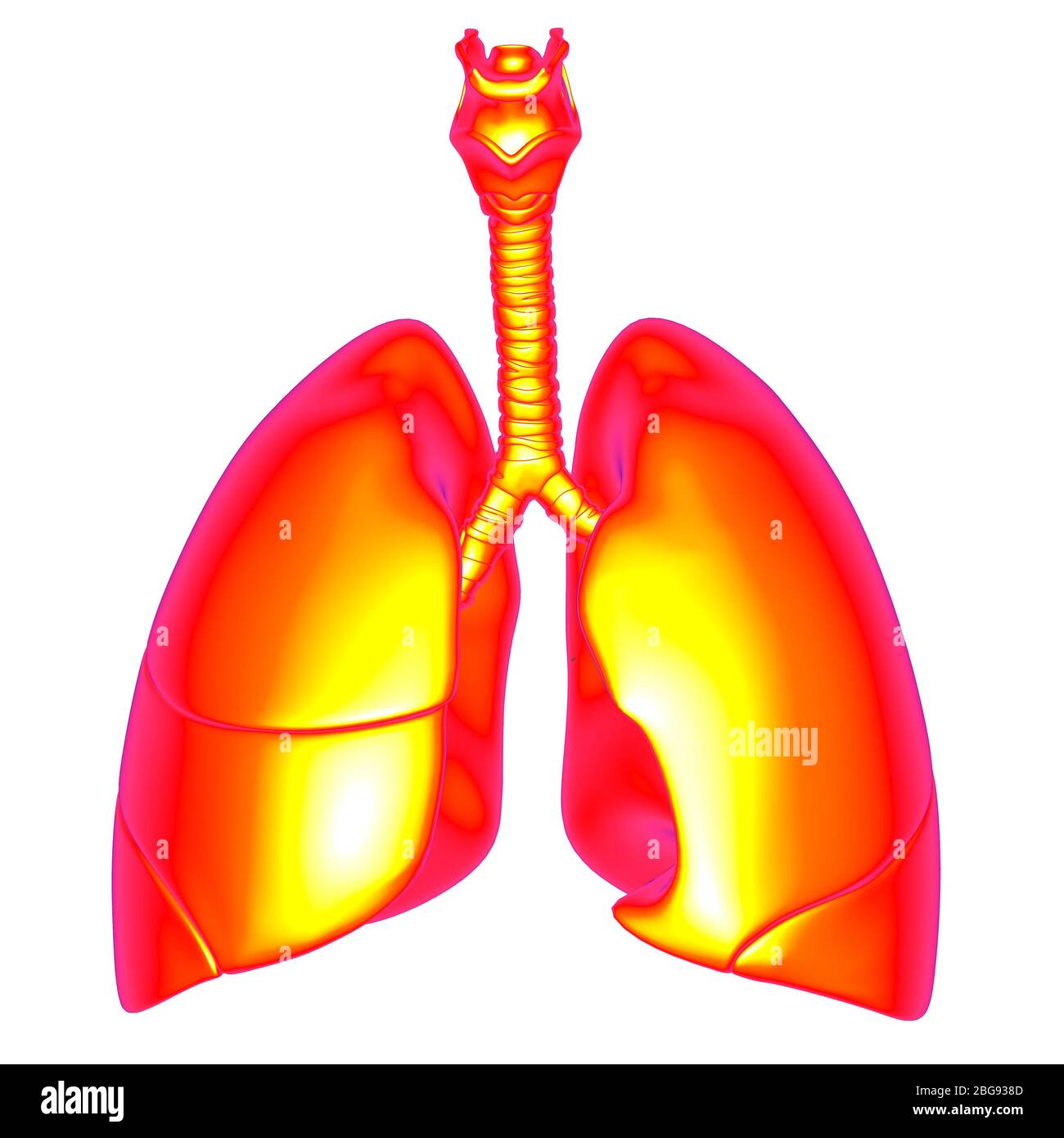 Human Respiratory System Lungs Anatomy Stock Photo - Alamy