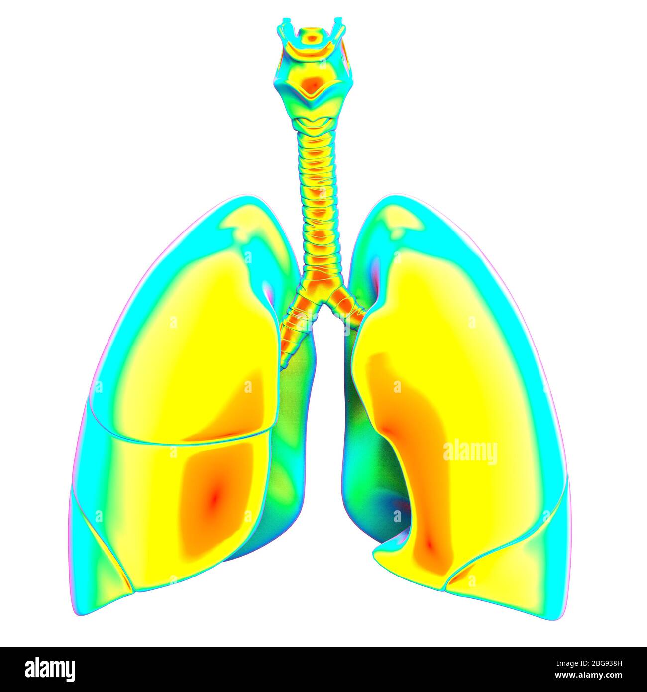 Human Respiratory System Lungs Anatomy Stock Photo - Alamy