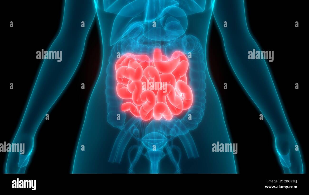 Human Digestive System Small Intestine Anatomy Stock Photo - Alamy