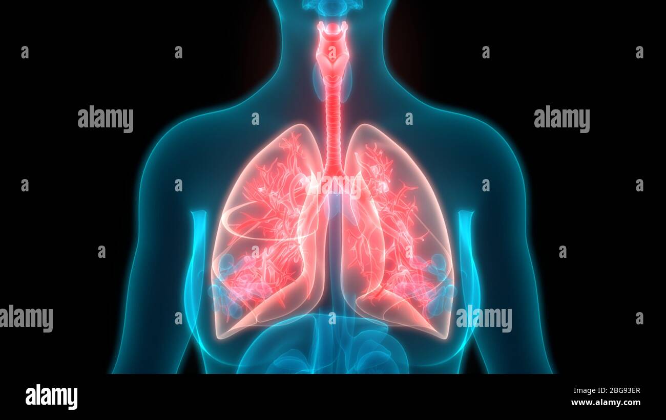 Human Respiratory System Lungs Anatomy Stock Photo - Alamy
