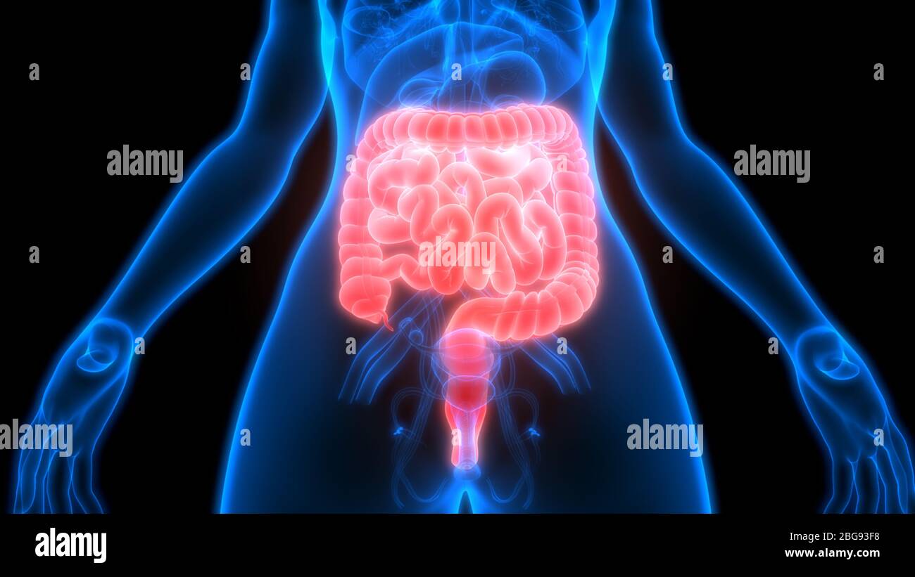 Human Digestive System Large and Small intestine Anatomy Stock Photo ...