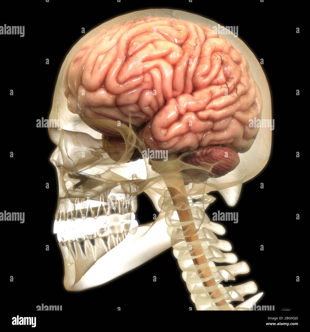 Central Organ of Human Nervous System Brain Anatomy Stock Photo - Alamy