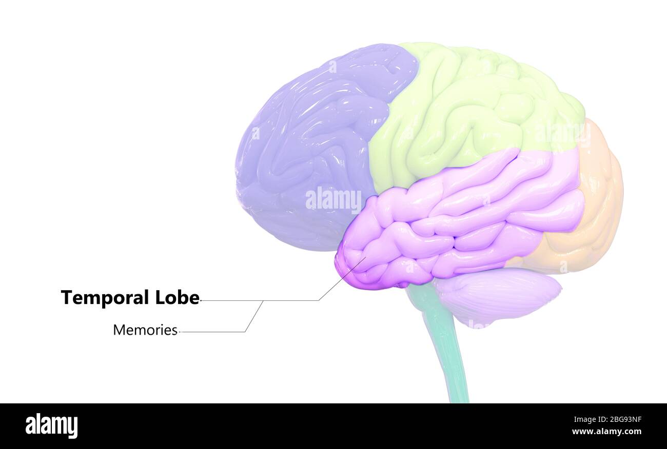 Central Organ of Human Nervous System Brain Anatomy Stock Photo - Alamy