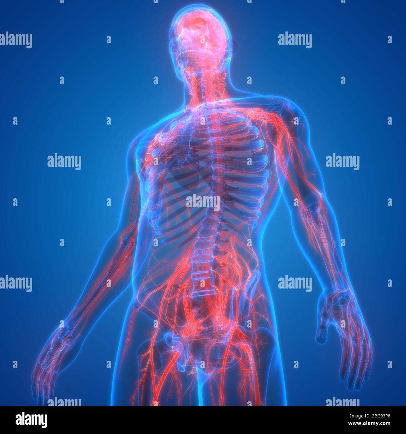 Central Organ of Human Nervous System Brain Anatomy Stock Photo - Alamy