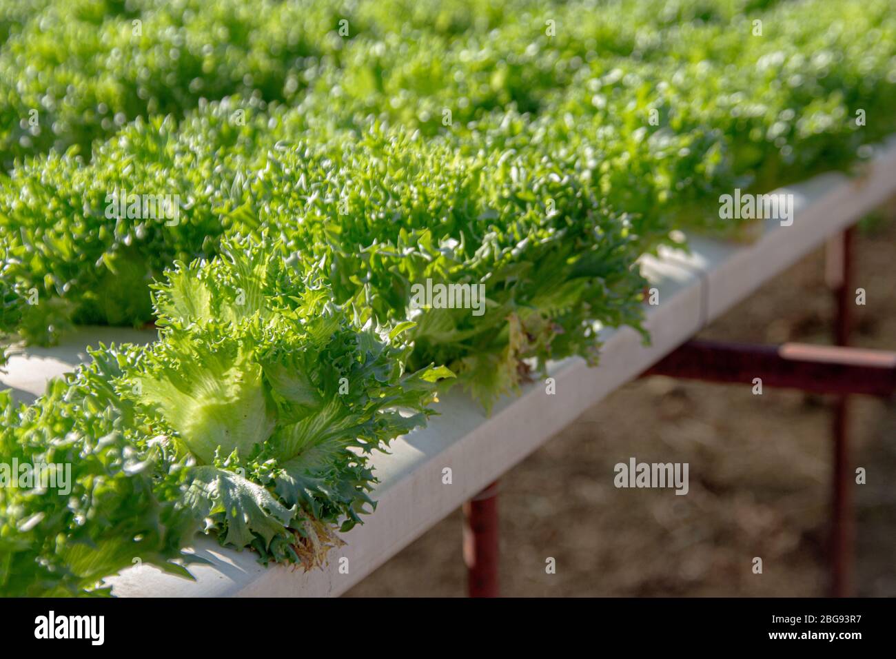 organic vegetable agriculture field in close farm for making gmo plant ...