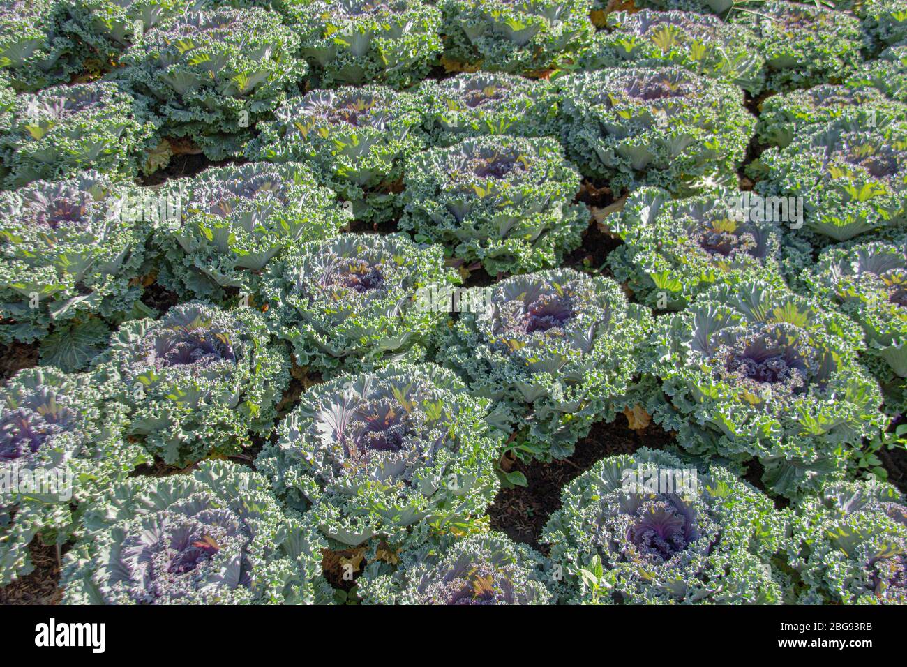 organic vegetable agriculture field in close farm for making gmo plant ...
