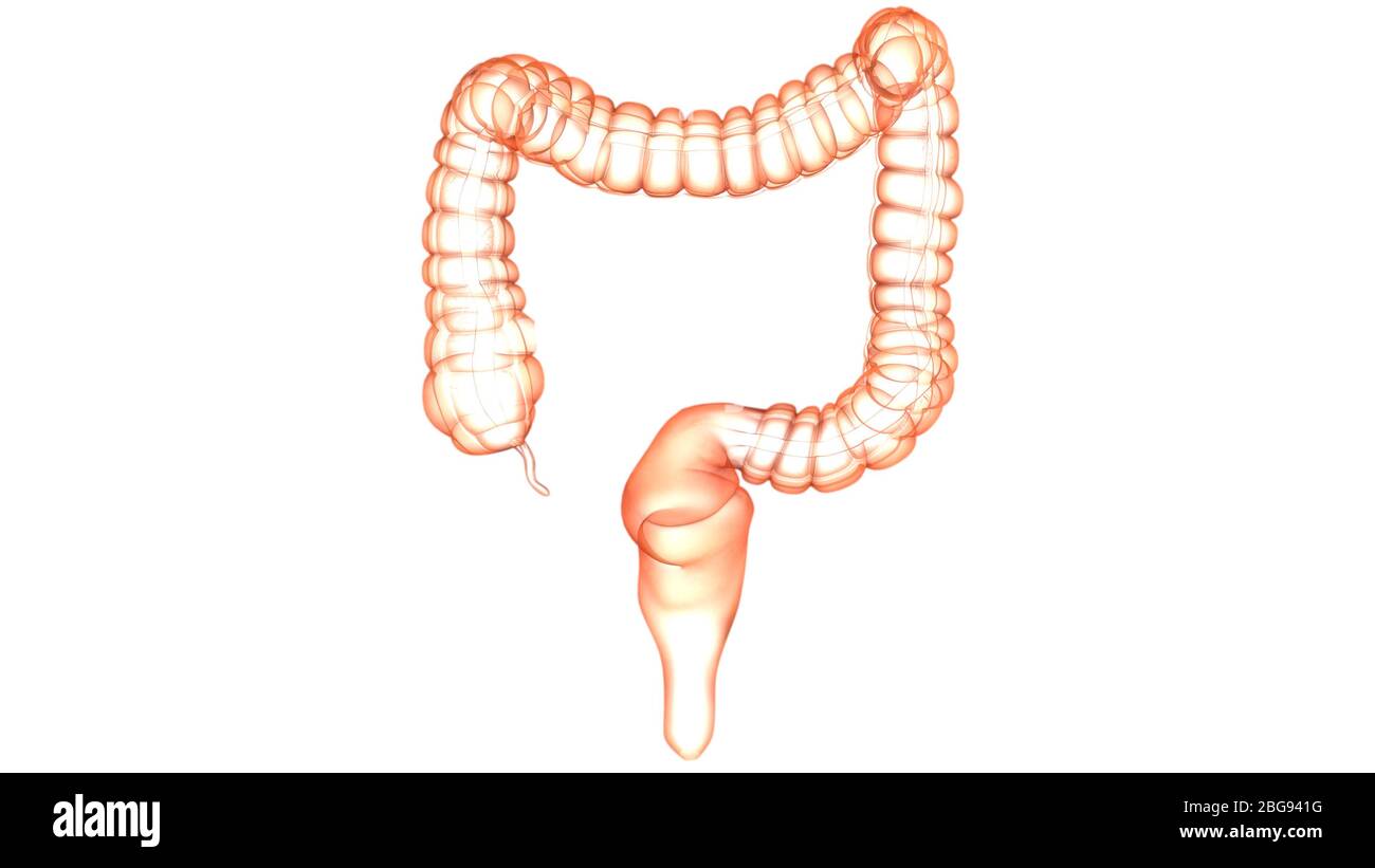 Human Digestive System Large Intestine Anatomy Stock Photo - Alamy