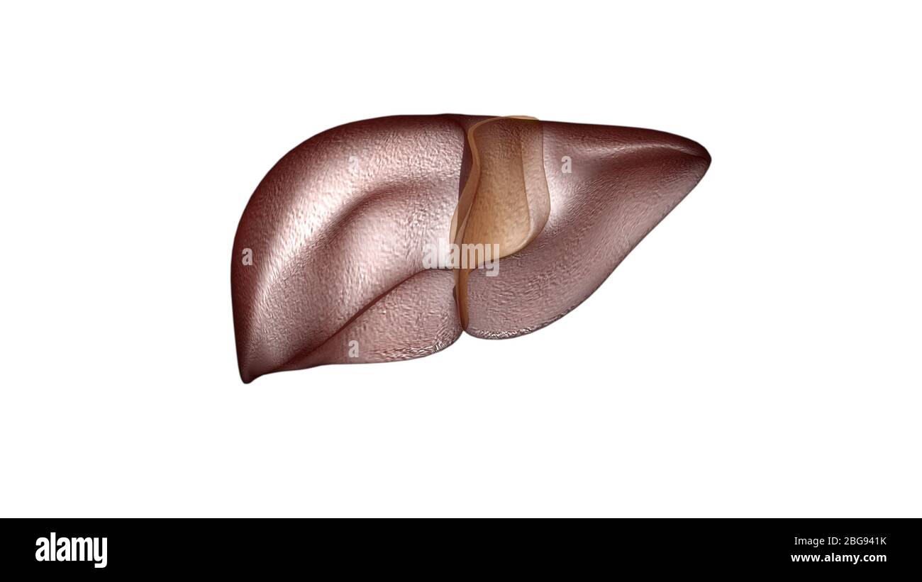 Human Internal Digestive Organ Liver Anatomy Stock Photo - Alamy