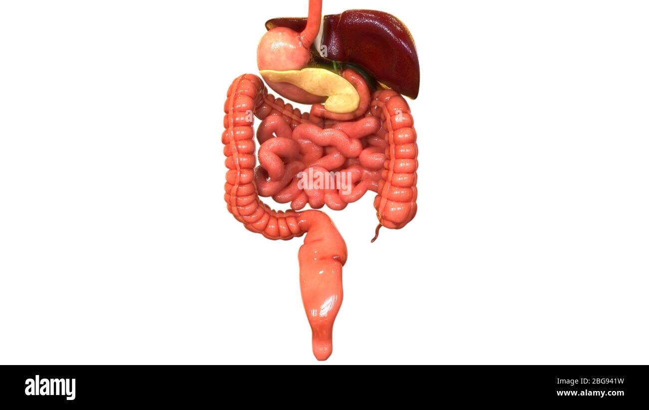 Digestive system Cut Out Stock Images & Pictures - Alamy