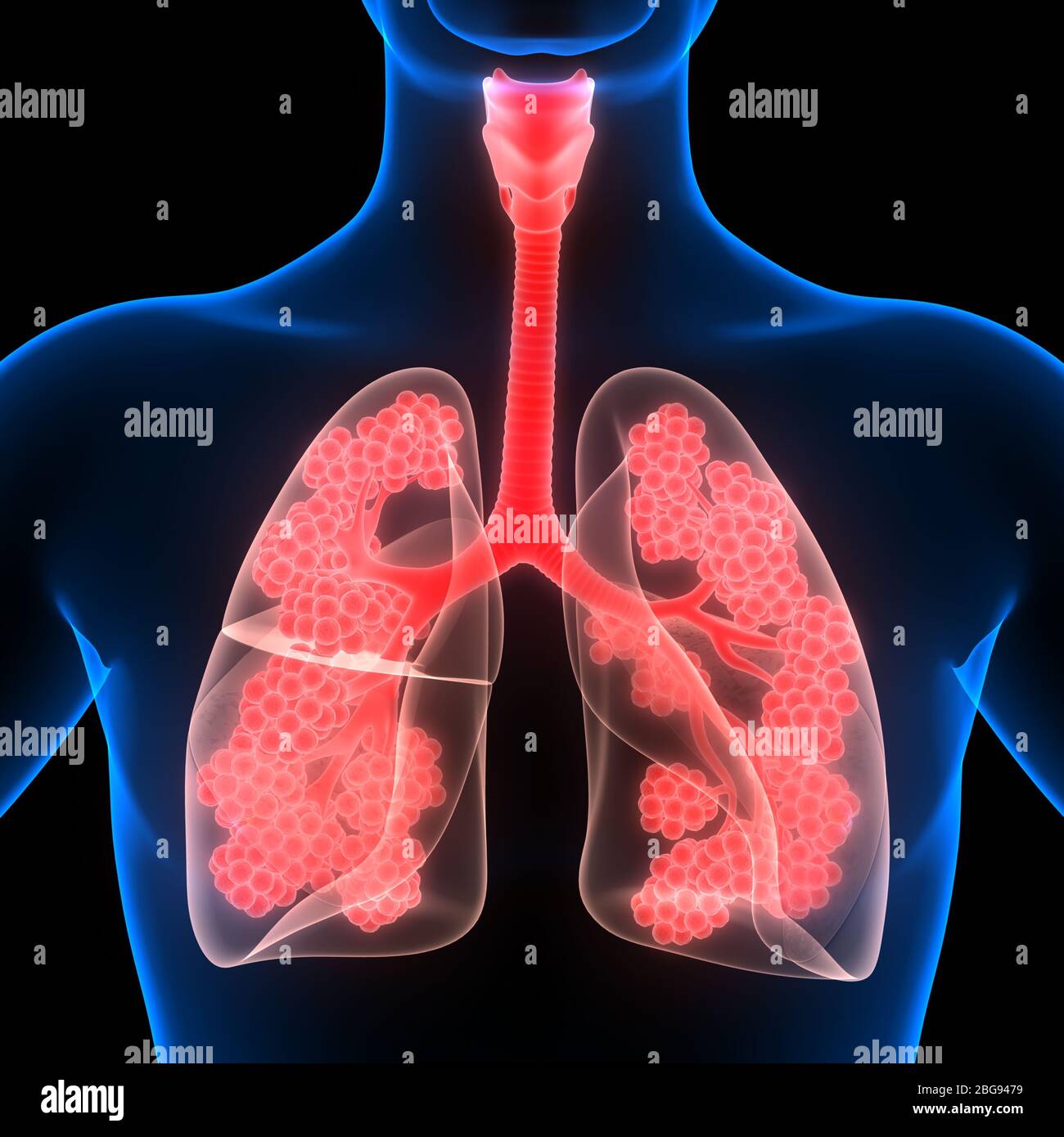 Human Respiratory System Lungs with Alveoli Anatomy Stock Photo - Alamy