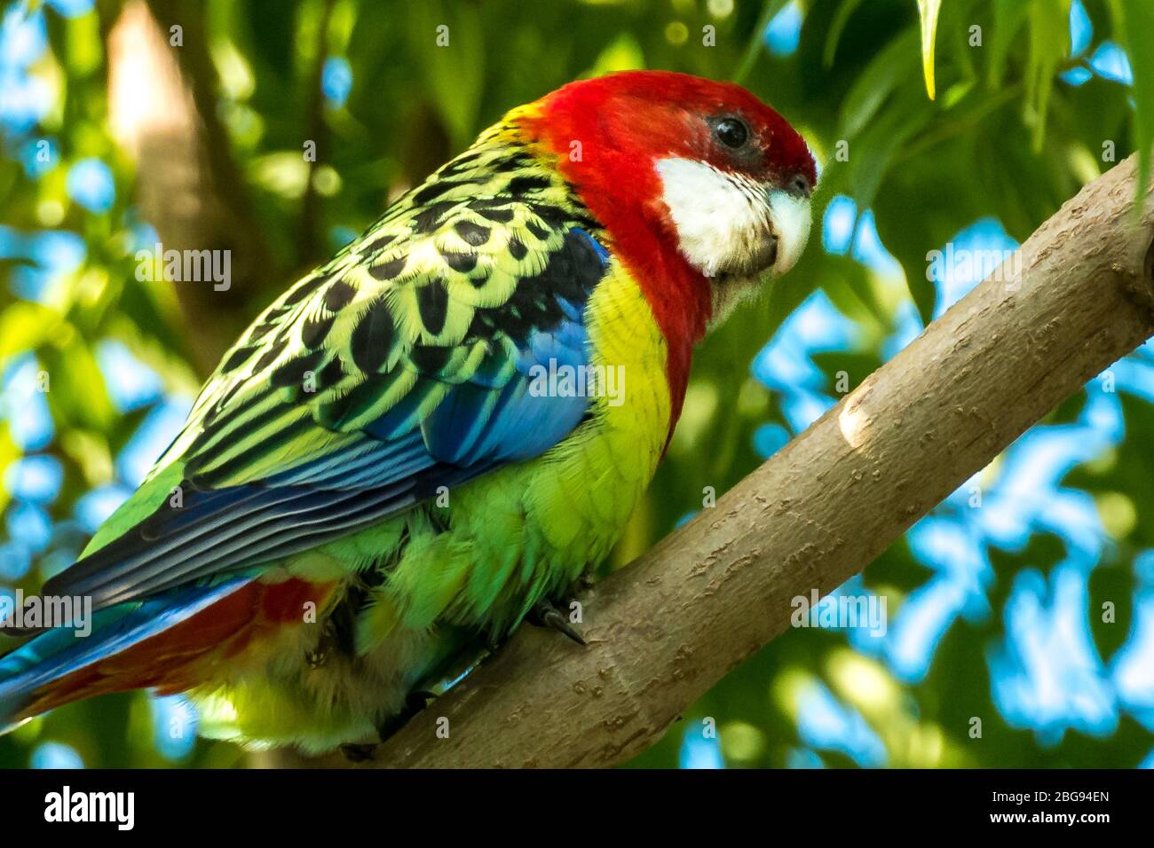 Rosella Parakeet Information