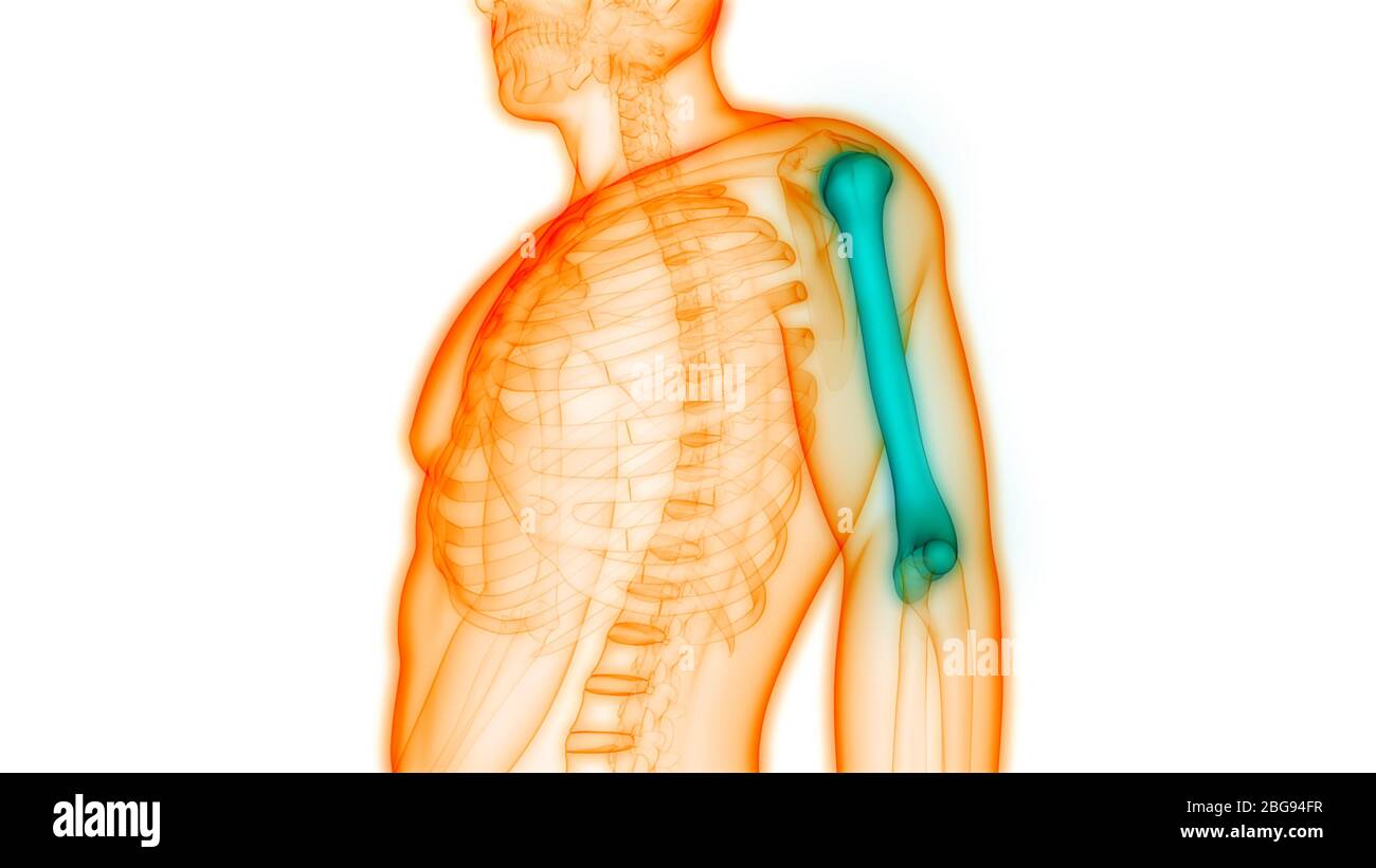 Human Skeleton System Humerus bone Joints Anatomy Stock Photo - Alamy