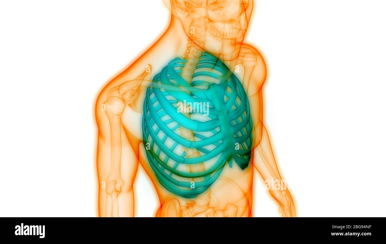 Human Skeleton System Rib Cage Anatomy Stock Photo - Alamy