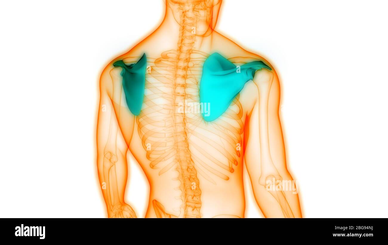 Skeletal System Scapula