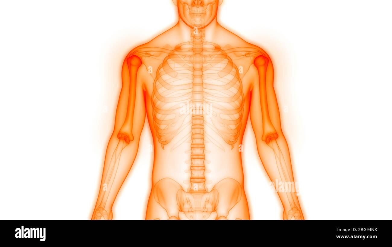 Human Skeleton System Humerus bone Joints Anatomy Stock Photo - Alamy