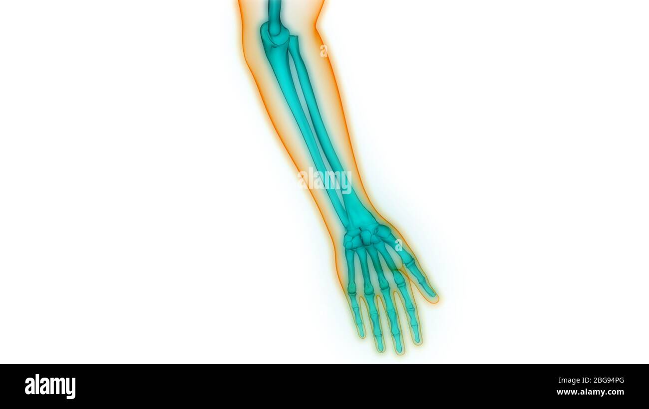 Human Skeleton System Hand bone Joints Anatomy Stock Photo - Alamy