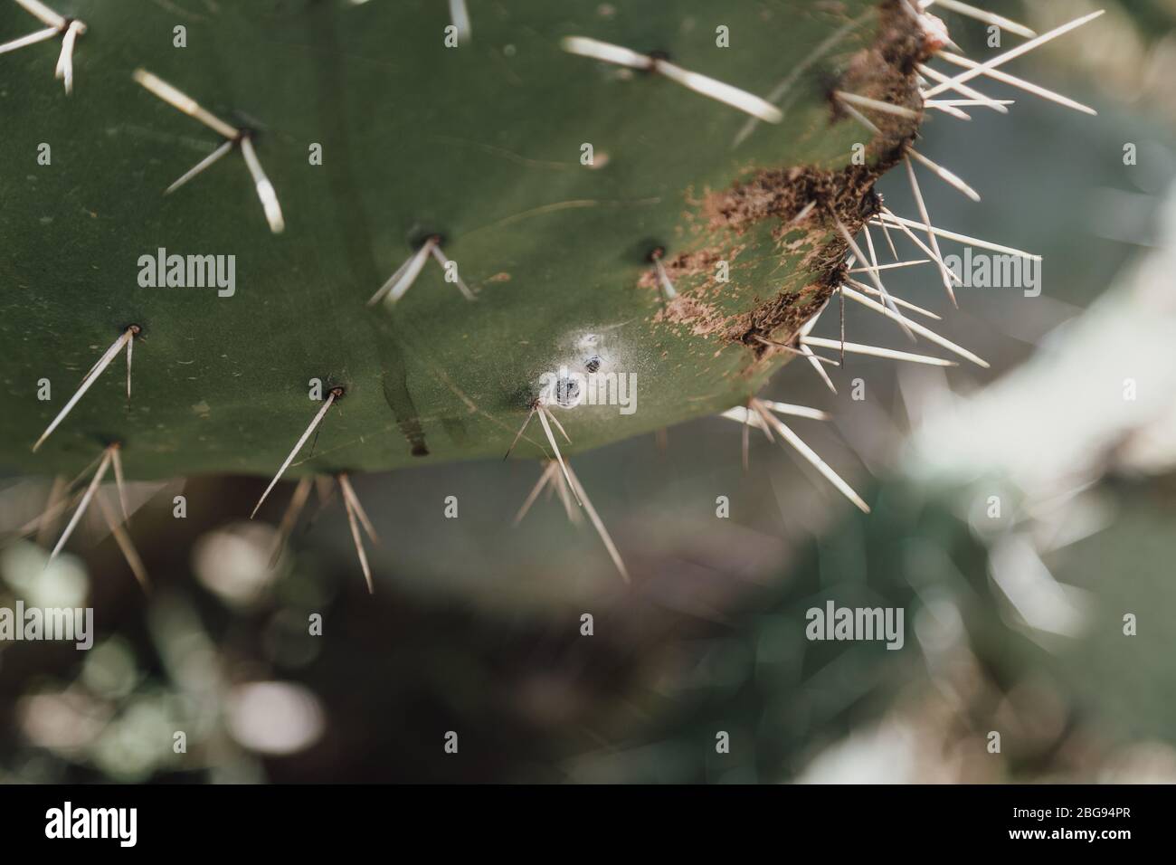 Pests on a cactus, closeup - Inca Trail, Peru Stock Photo - Alamy