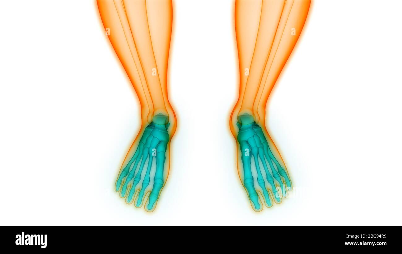 Human Skeleton System Foot bone Joints Anatomy Stock Photo - Alamy