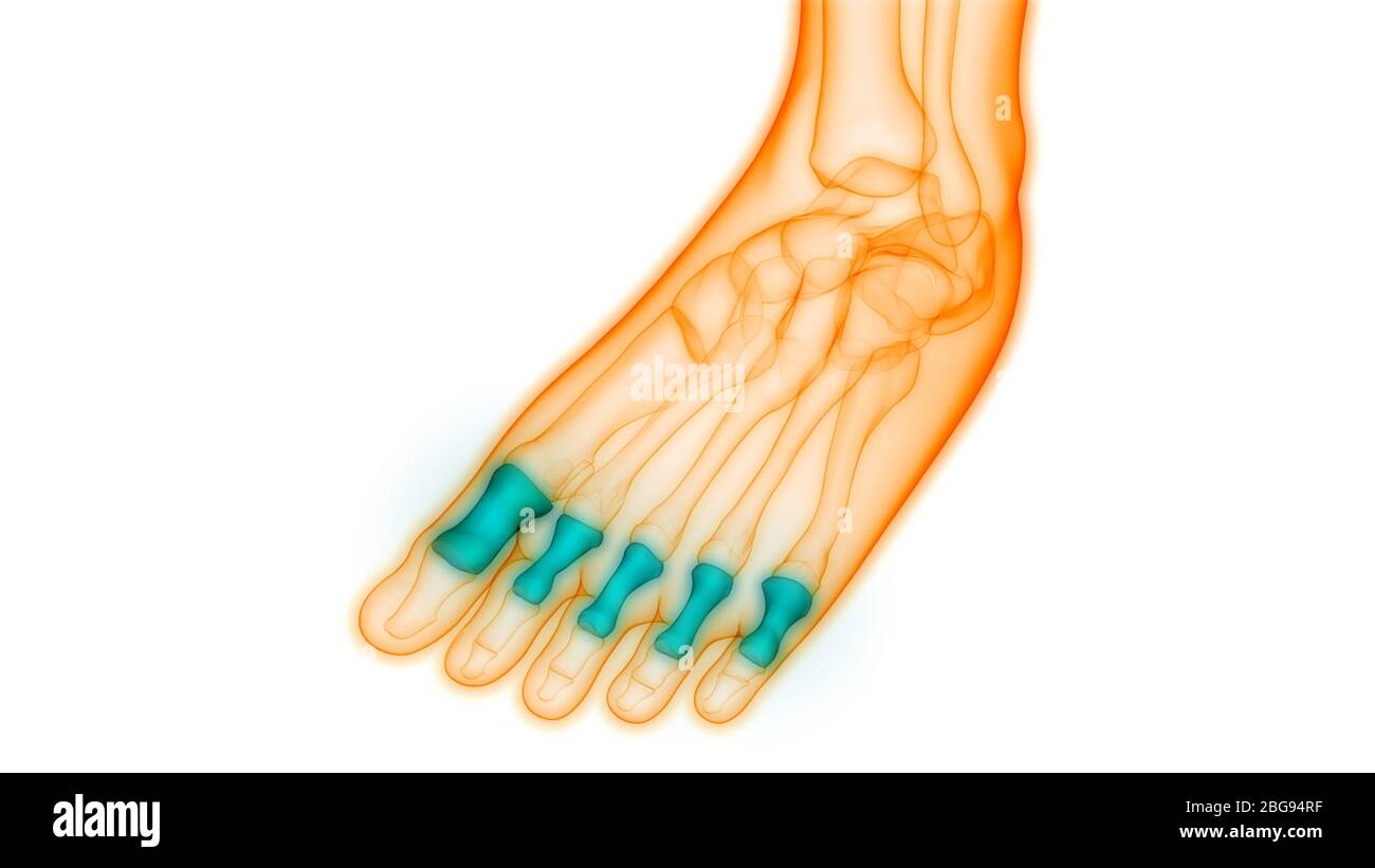 Human Skeleton System bone Joints Anatomy Stock Photo - Alamy