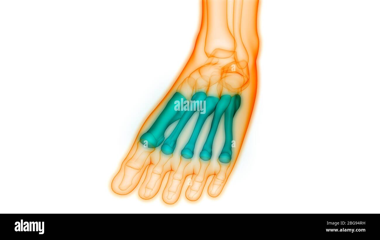 Human Skeleton System bone Joints Anatomy Stock Photo - Alamy