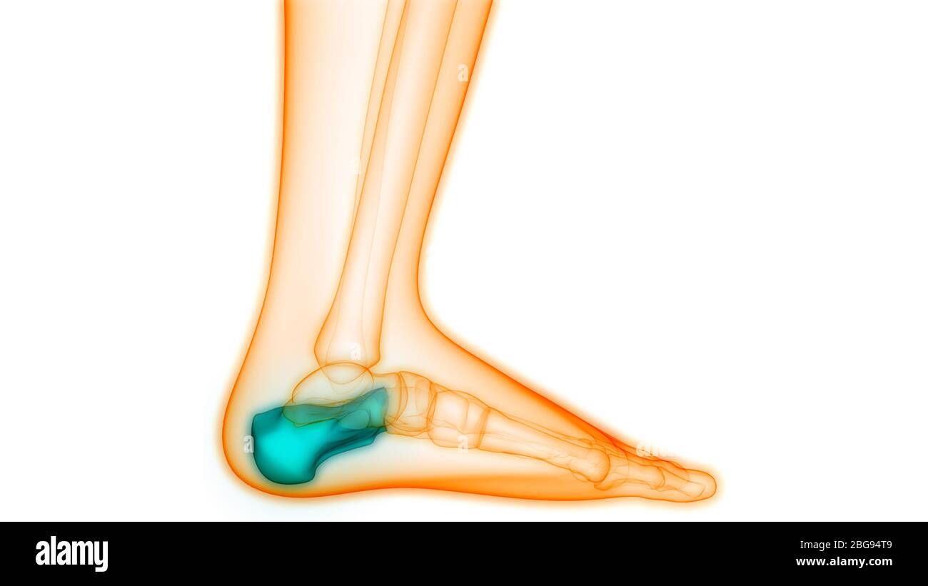 Calcaneus hi-res stock photography and images - Alamy