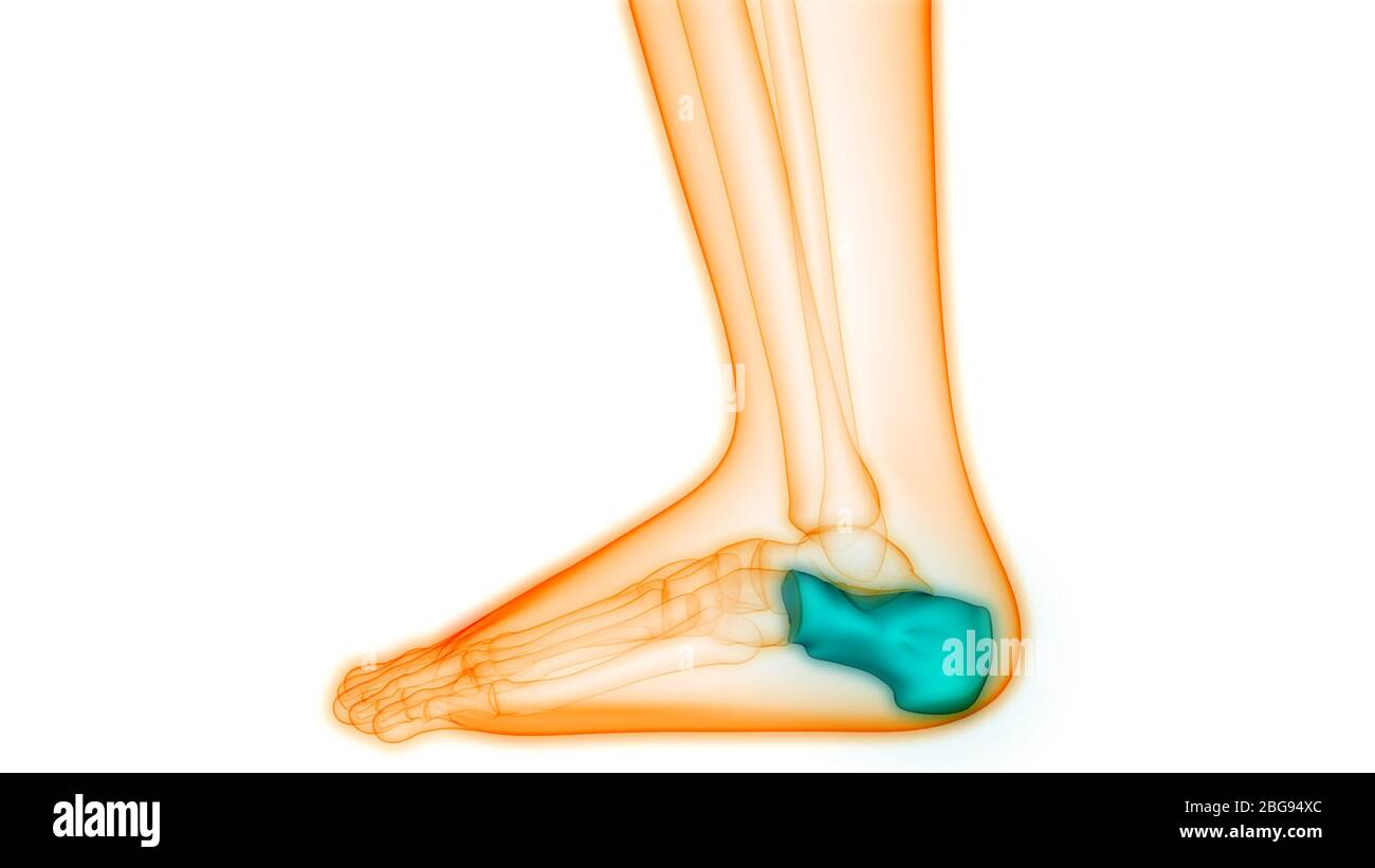 Calcaneus Bone