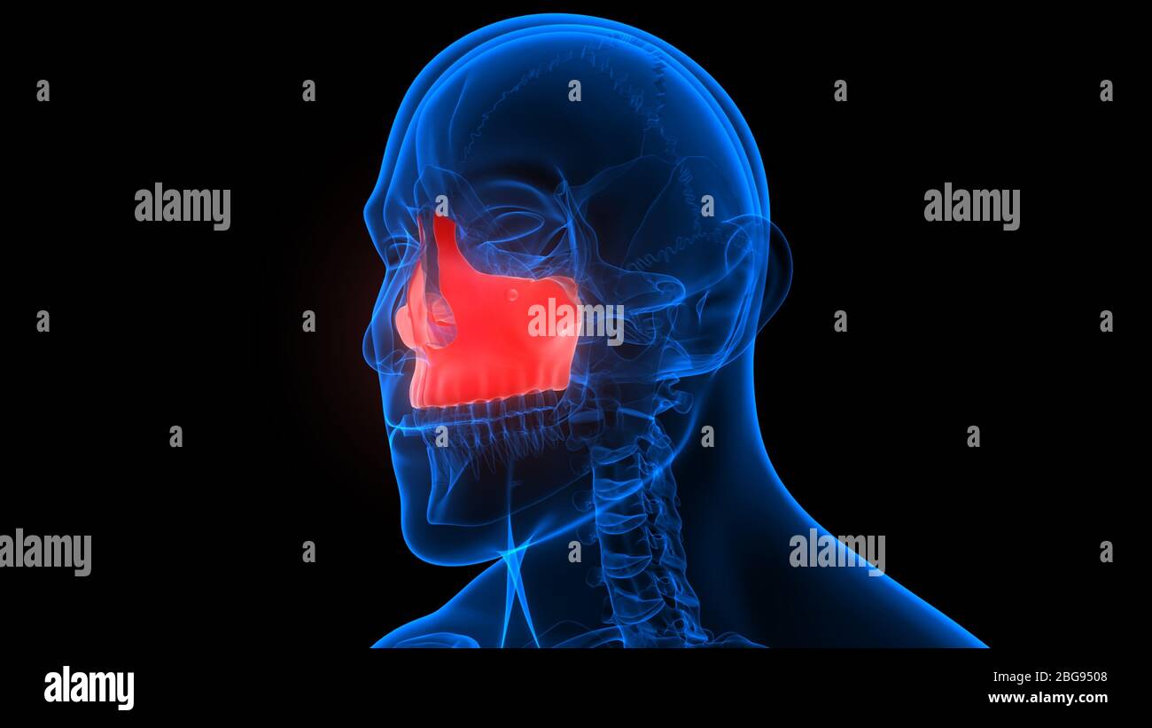 Human Skeleton System Skull Bone Parts Anatomy Stock Photo - Alamy