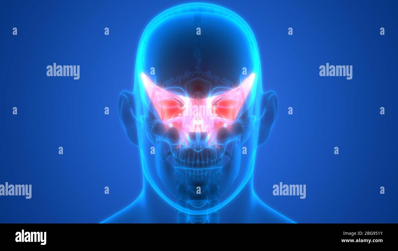 Human Skeleton System Skull Bone Parts Anatomy Stock Photo - Alamy