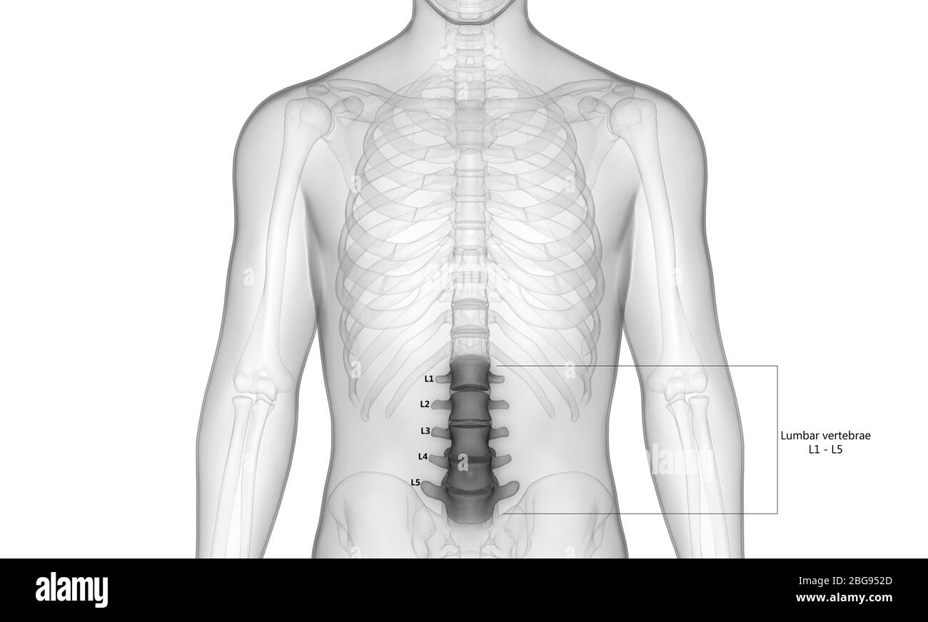 Vertebral Column Lumber Vertebrae of Human Skeleton System with ...