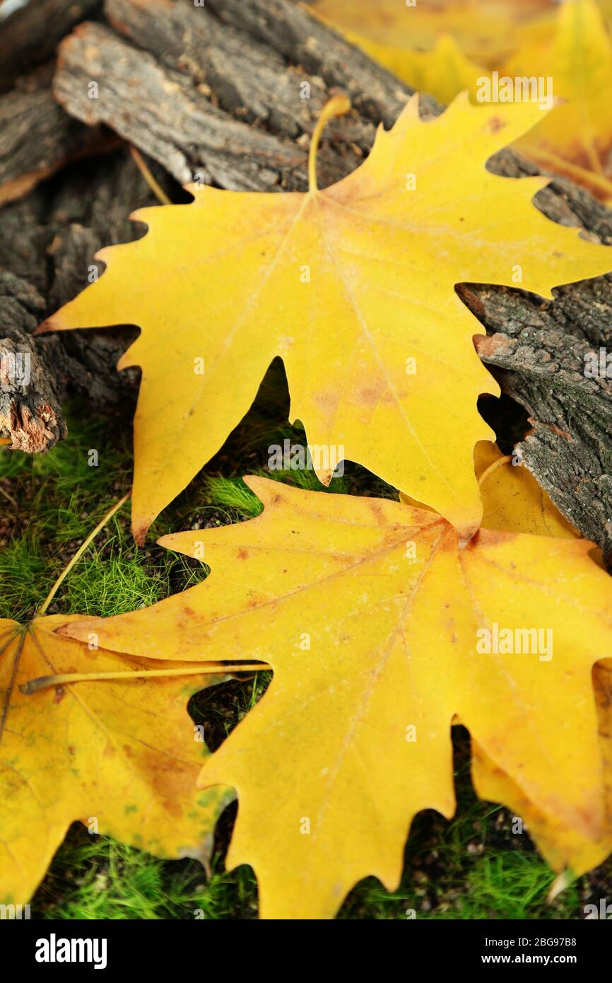 Beautiful autumn leaves near hi-res stock photography and images - Alamy