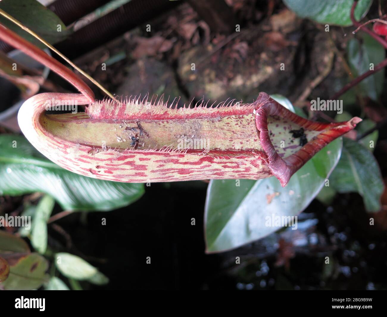 Tropical red pitcher plant in the Living Rainforest in Berkshire ...