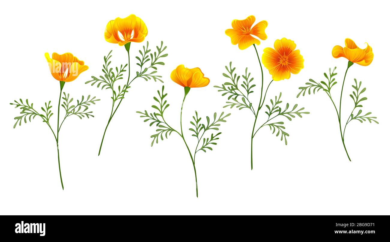 Set of yellow golden flowers California Poppy on white isolated ...